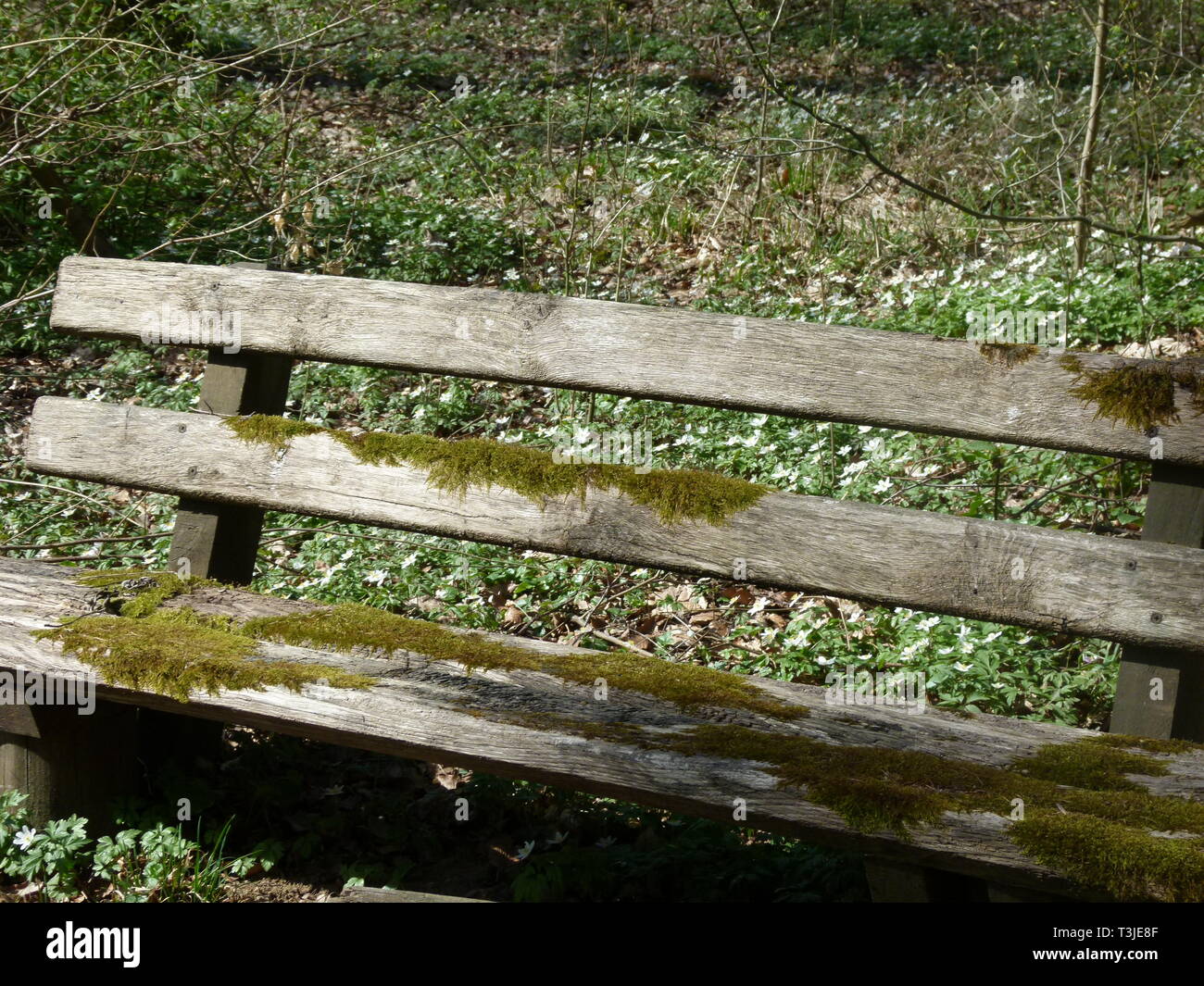 old wooden bench with moss-vegetation Stock Photo - Alamy