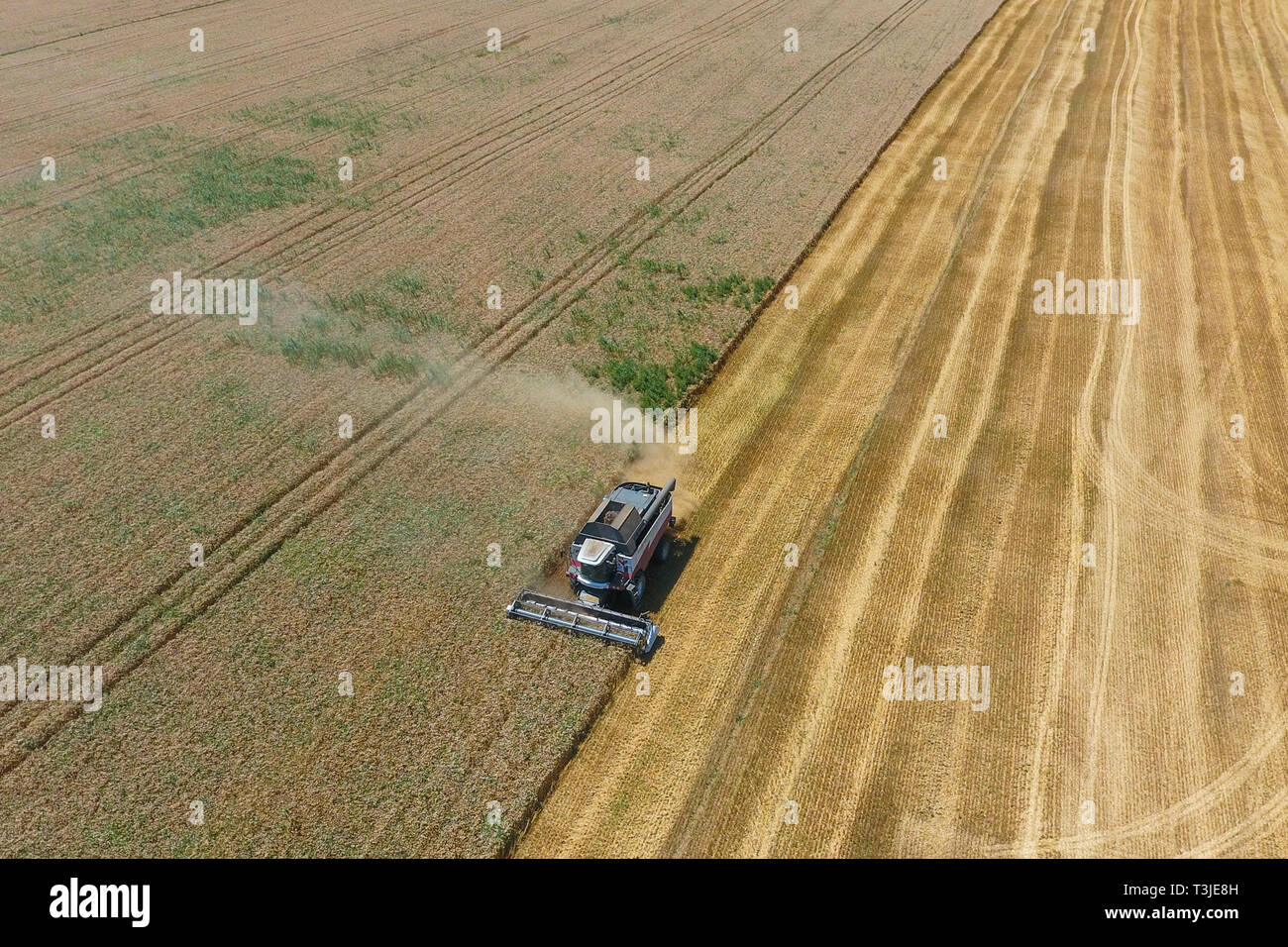 Harvesting wheat harvester. Agricultural machinery in operation Stock ...