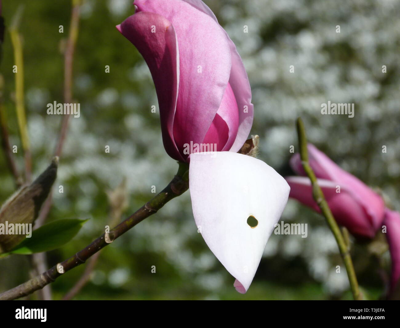 Samer tree hi-res stock photography and images - Alamy