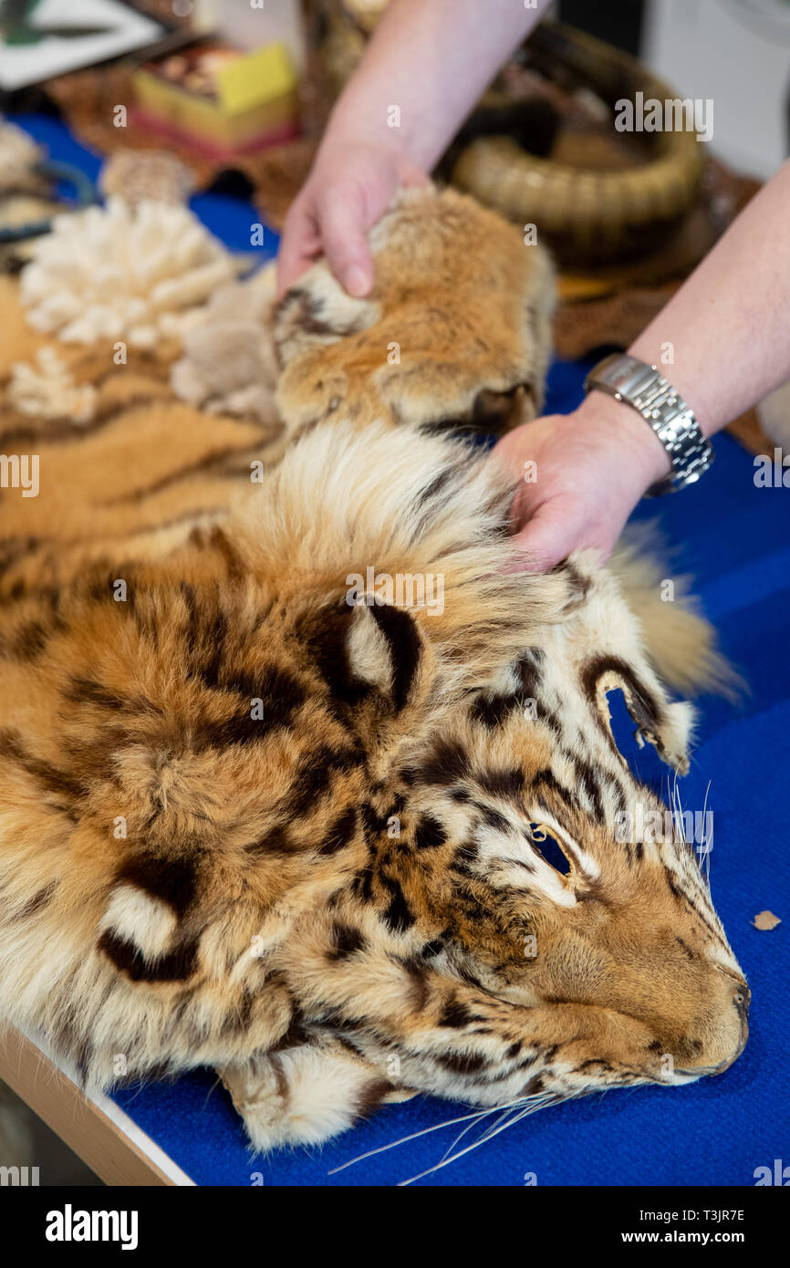 Nuremberg, Germany. 10th Apr, 2019. A tiger skin confiscated by customs ...