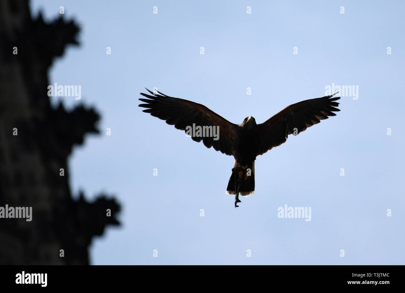 Cologne, Germany. 10th Apr, 2019. The desert buzzard "Akashi" flies ...
