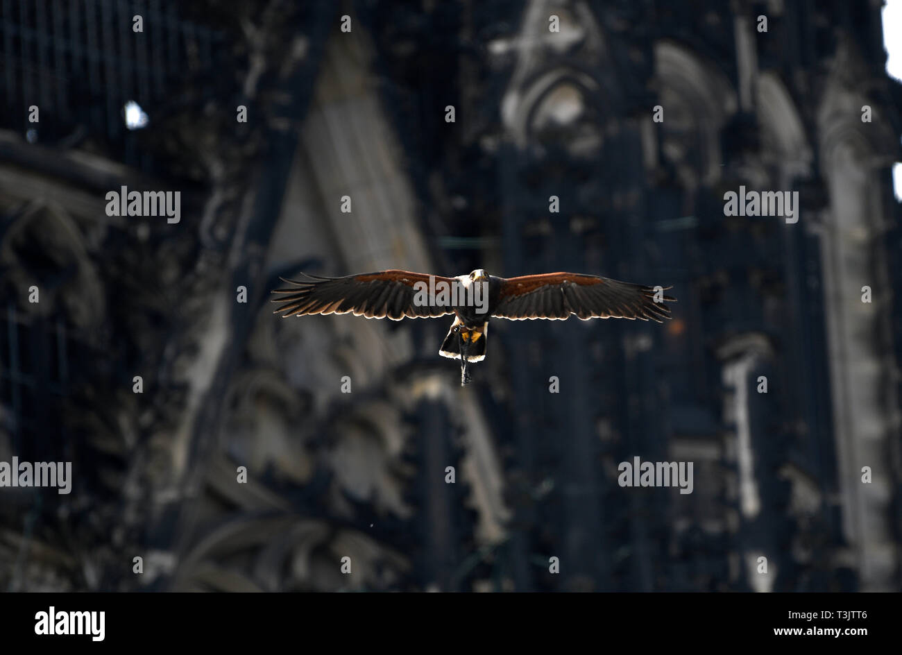 Cologne, Germany. 10th Apr, 2019. The desert buzzard "Akashi" flies ...