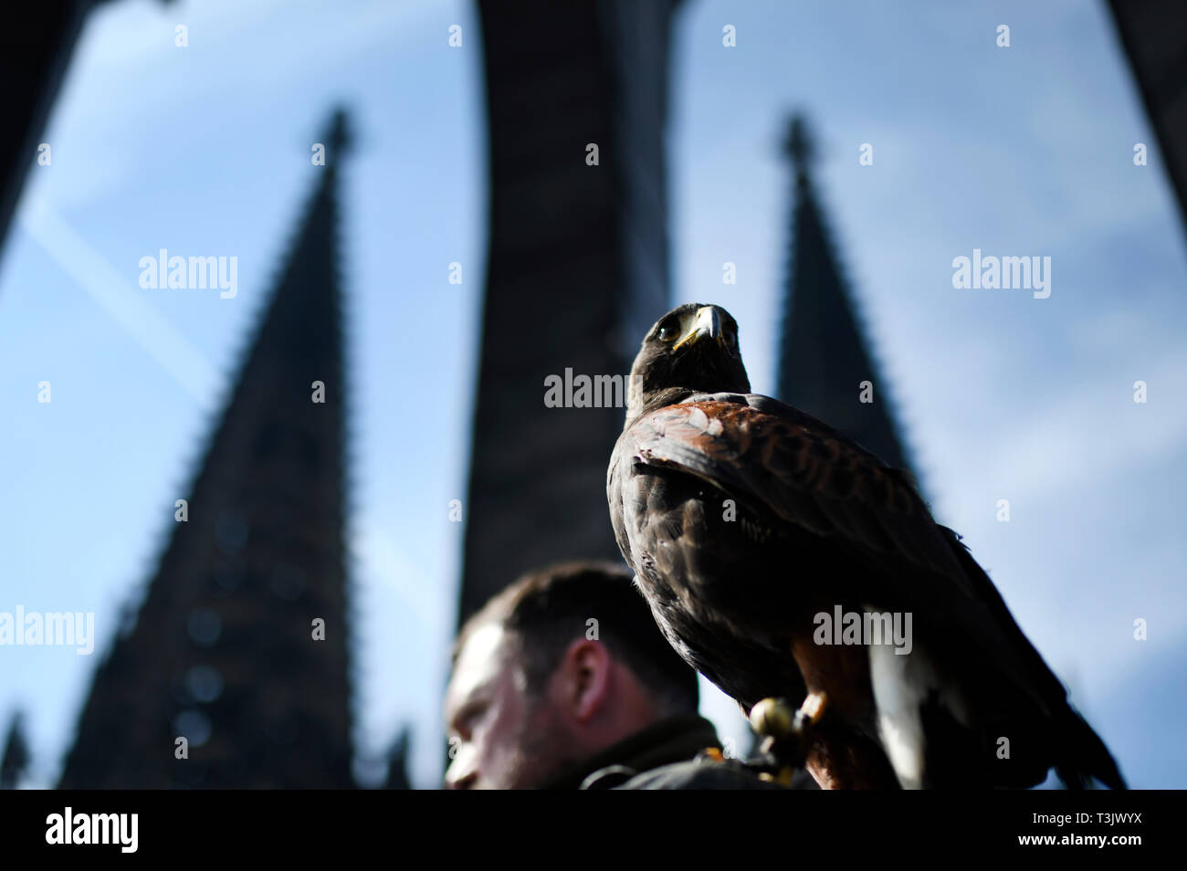 Cologne, Germany. 10th Apr, 2019. The falconer Marco Wahl stands with ...