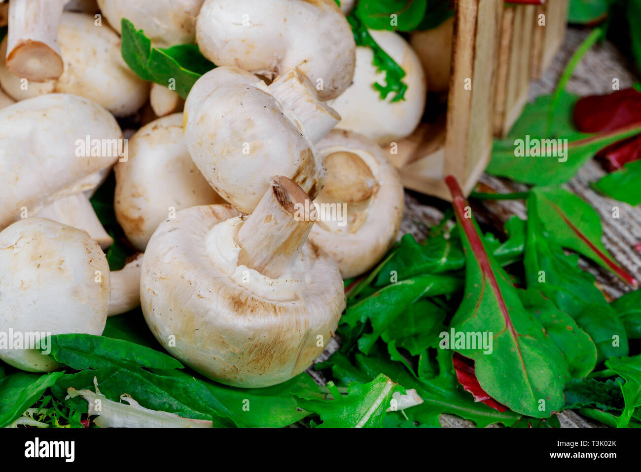 Rusty mushrooms hi-res stock photography and images - Alamy