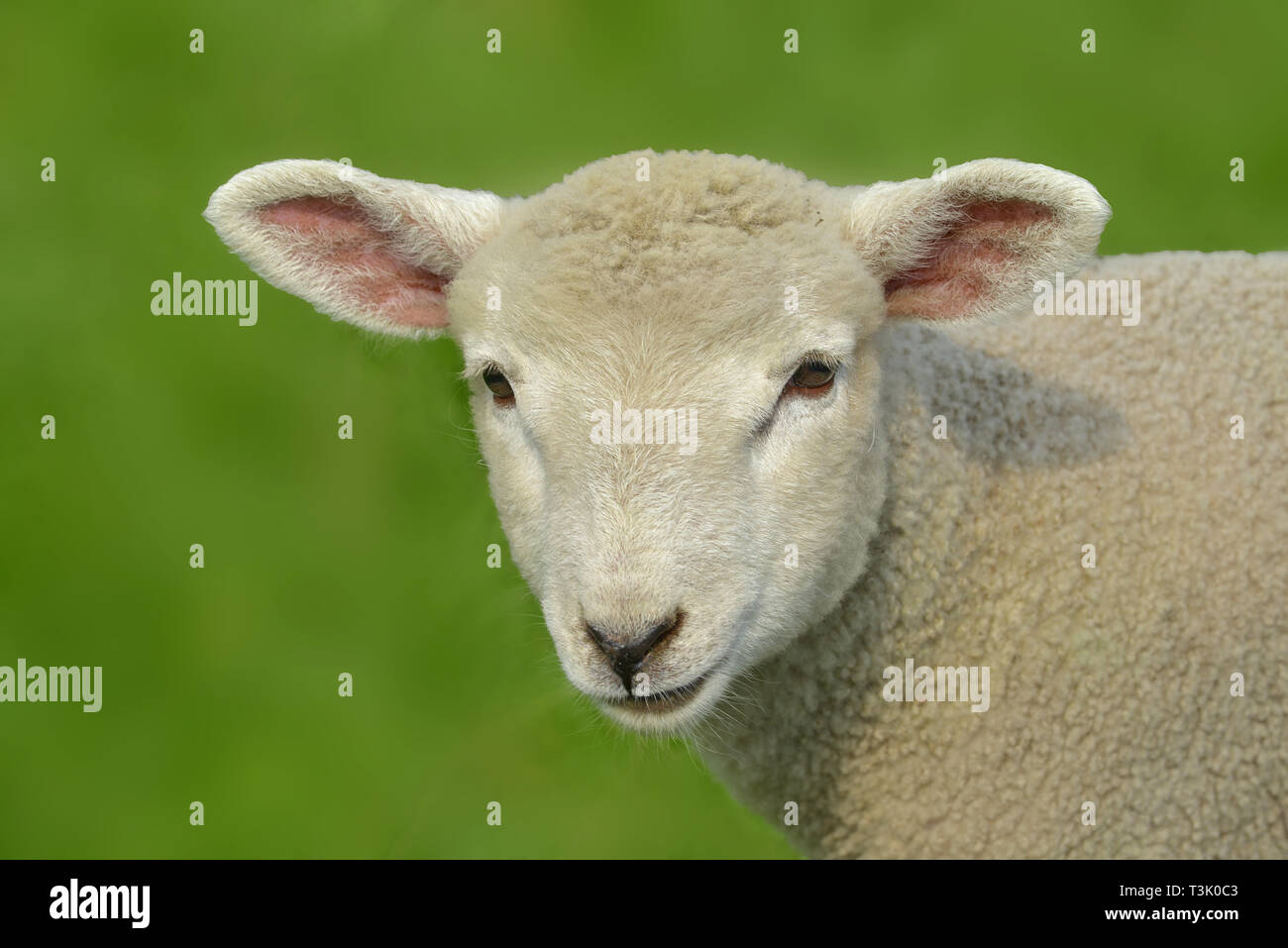 Portrait of a lamb Stock Photo - Alamy