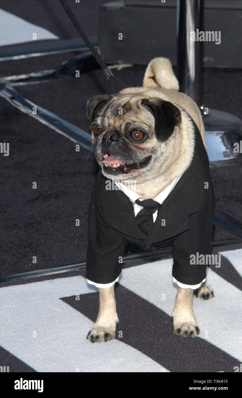 LOS ANGELES, CA. June 26, 2002: MUSHY the dog at the Los Angeles ...