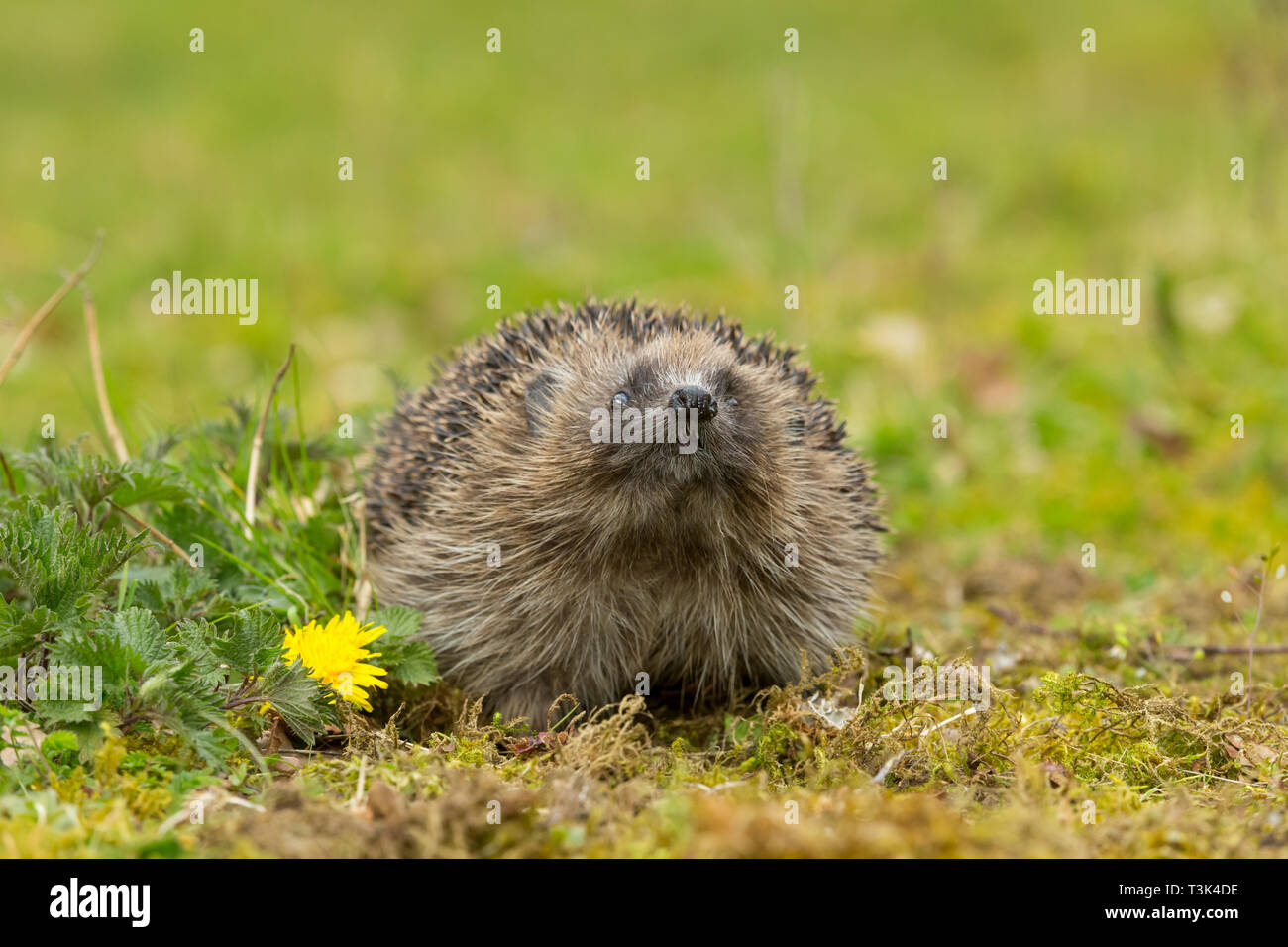Hedgehog, (Scientific name: Erinaceus europaeus) Wild, native, European ...