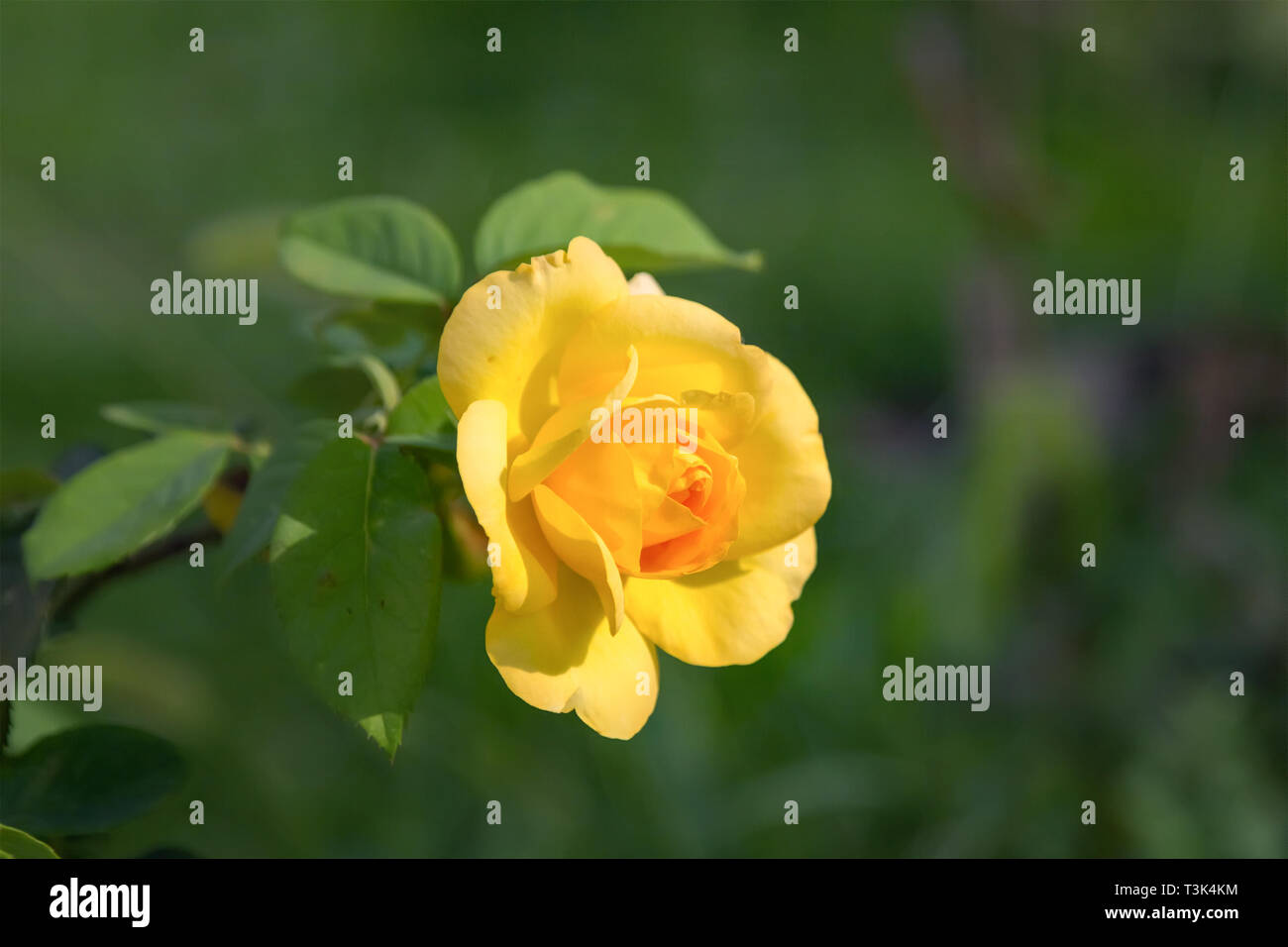 Garden yellow rose bush blooming hi-res stock photography and images ...