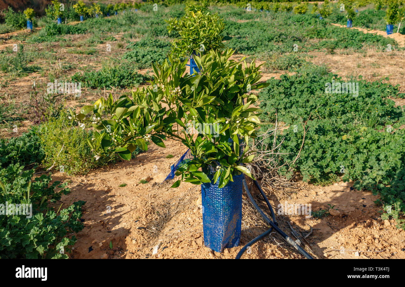 Orange tree field with small trees, focus on foreground Stock Photo - Alamy
