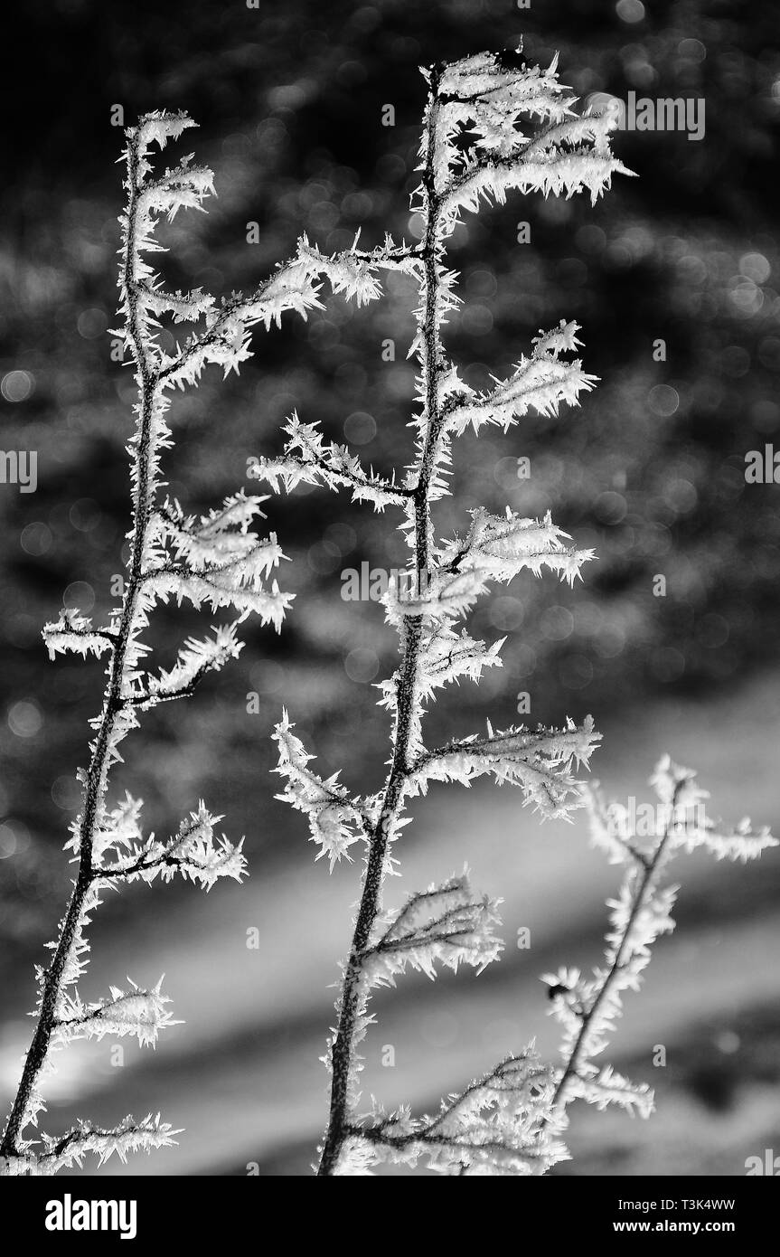 Hoarfrost crystals on branches hi-res stock photography and images - Alamy