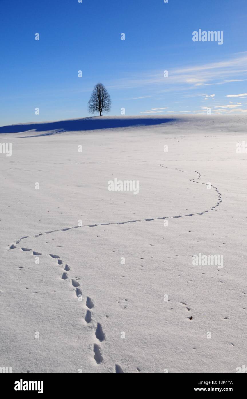 Snowy footprints hi-res stock photography and images - Alamy