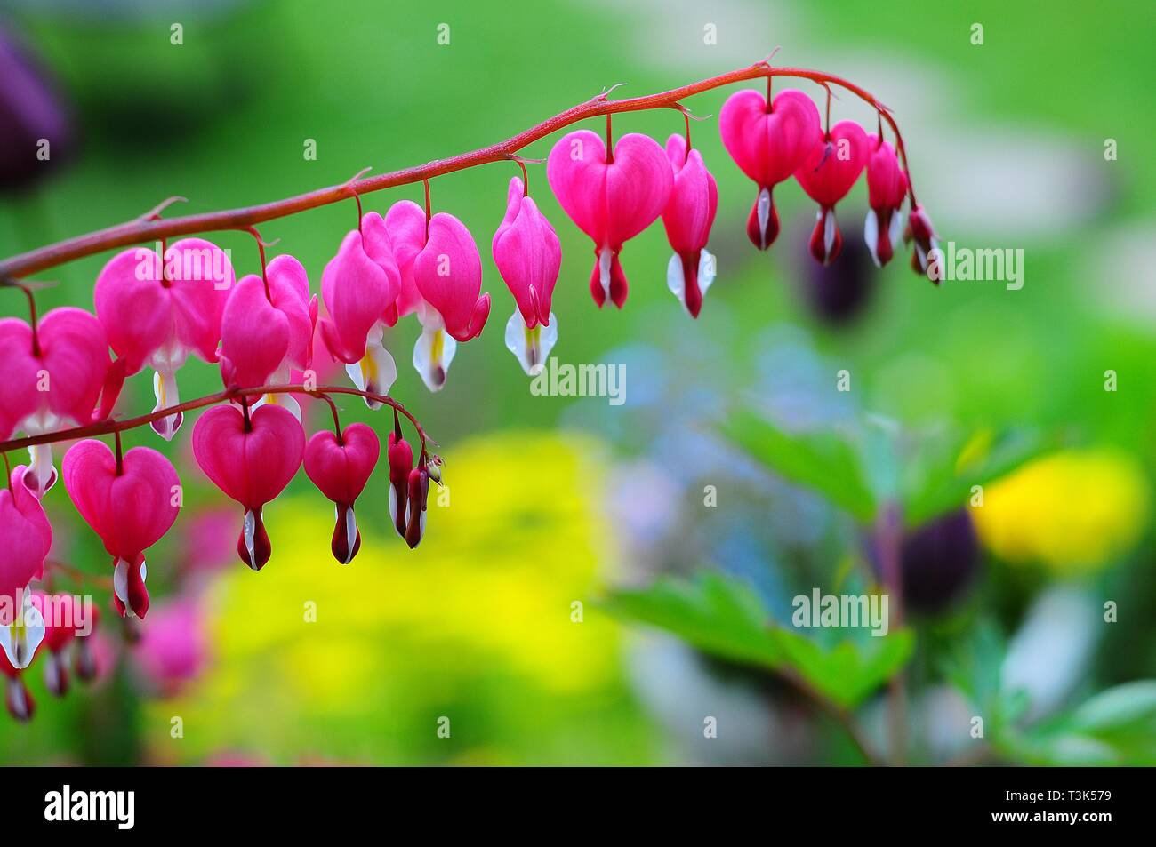 Bleeding heart (Dicentra spectabilis, Lamprocapnos spectabilis Stock ...