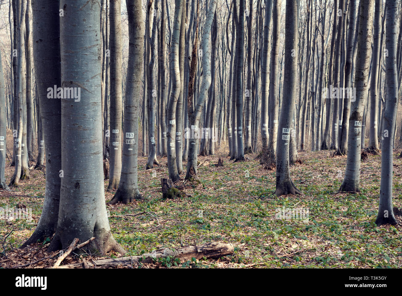 Trees with numbers on it in a deciduous forest in the mountain ...