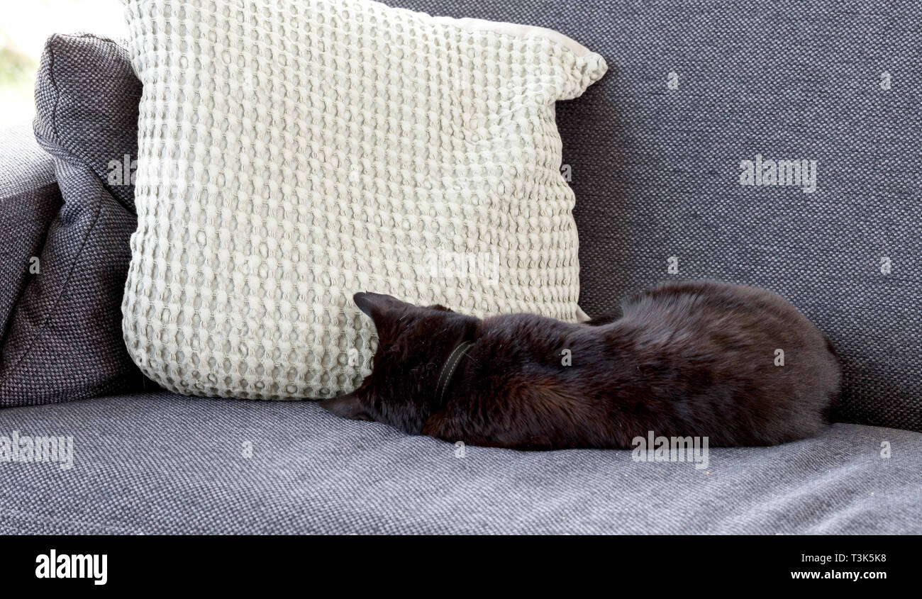 Black cat sleeping on sofa, grey sofa Stock Photo - Alamy