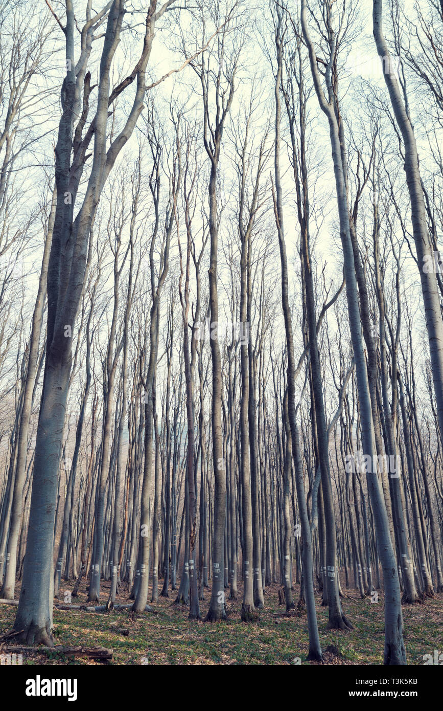 Vertical image Trees with numbers on it in a deciduous forest in the ...