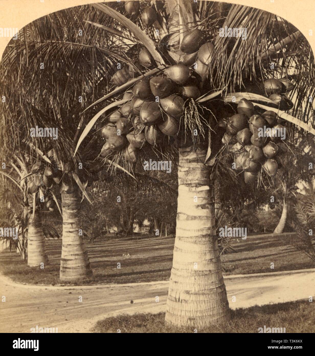'Cocoanut Trees in the white sands of Florida. USA', c1900. Creator ...