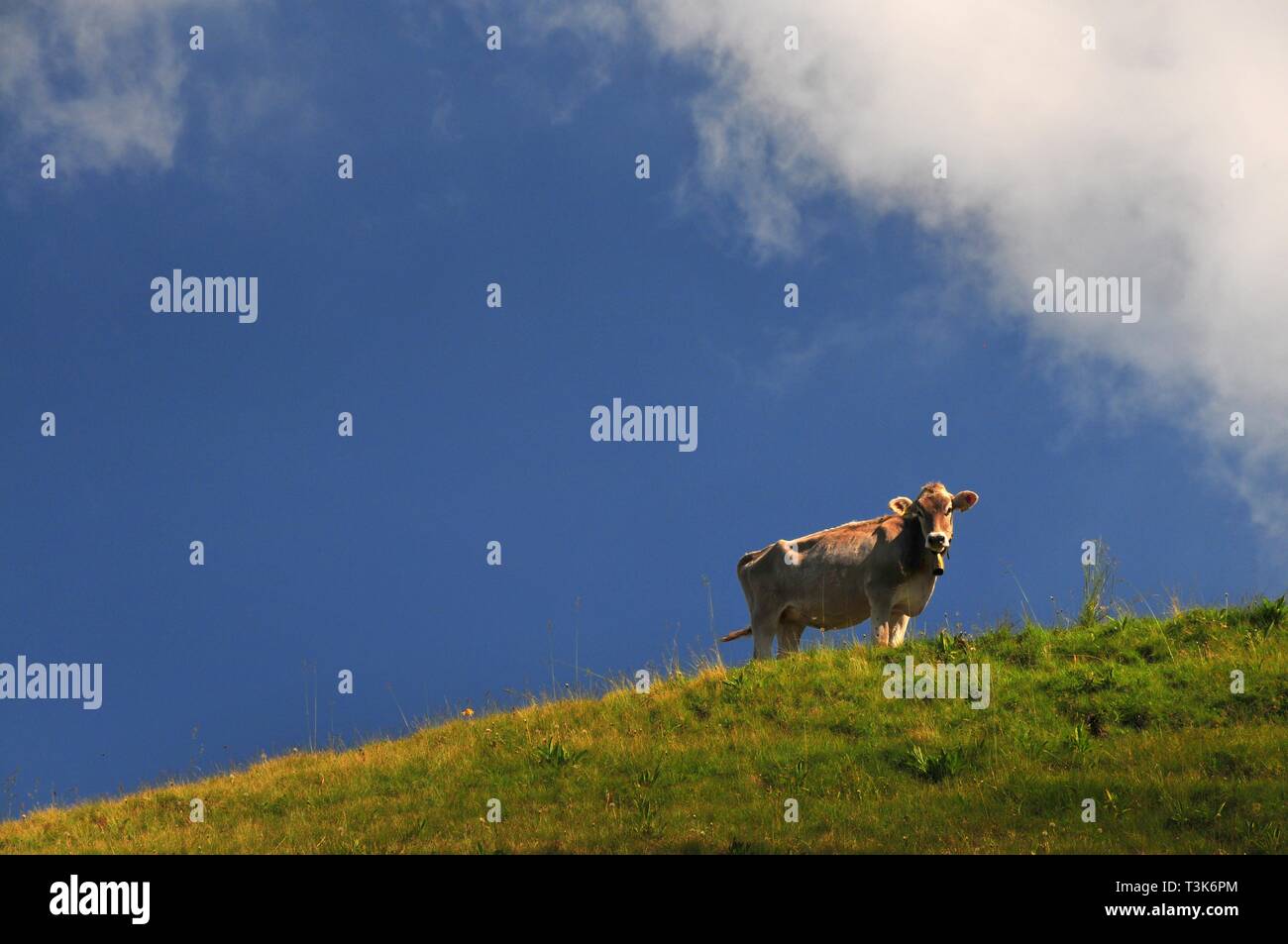 Alpine cows in bavaria hi-res stock photography and images - Alamy