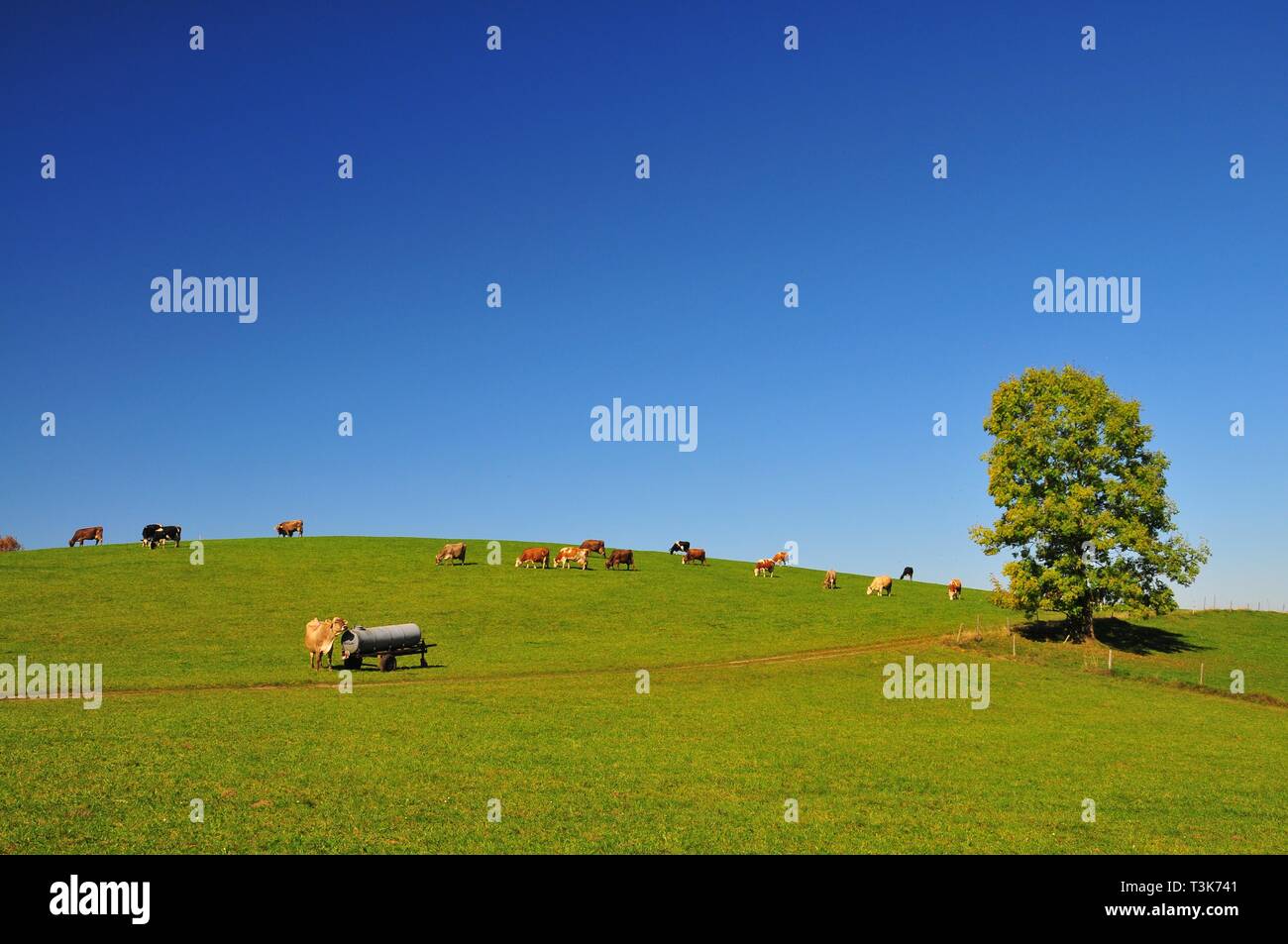 Cow pasture in the Swabia, Bavaria, Germany, Europe Stock Photo - Alamy