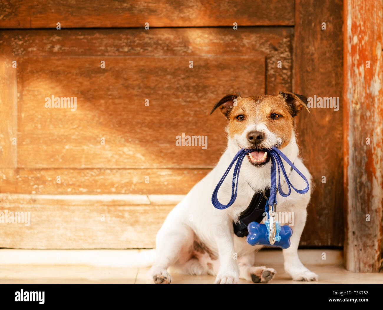 Dog holding leash in mouth sitting in front of door with poop bag ...