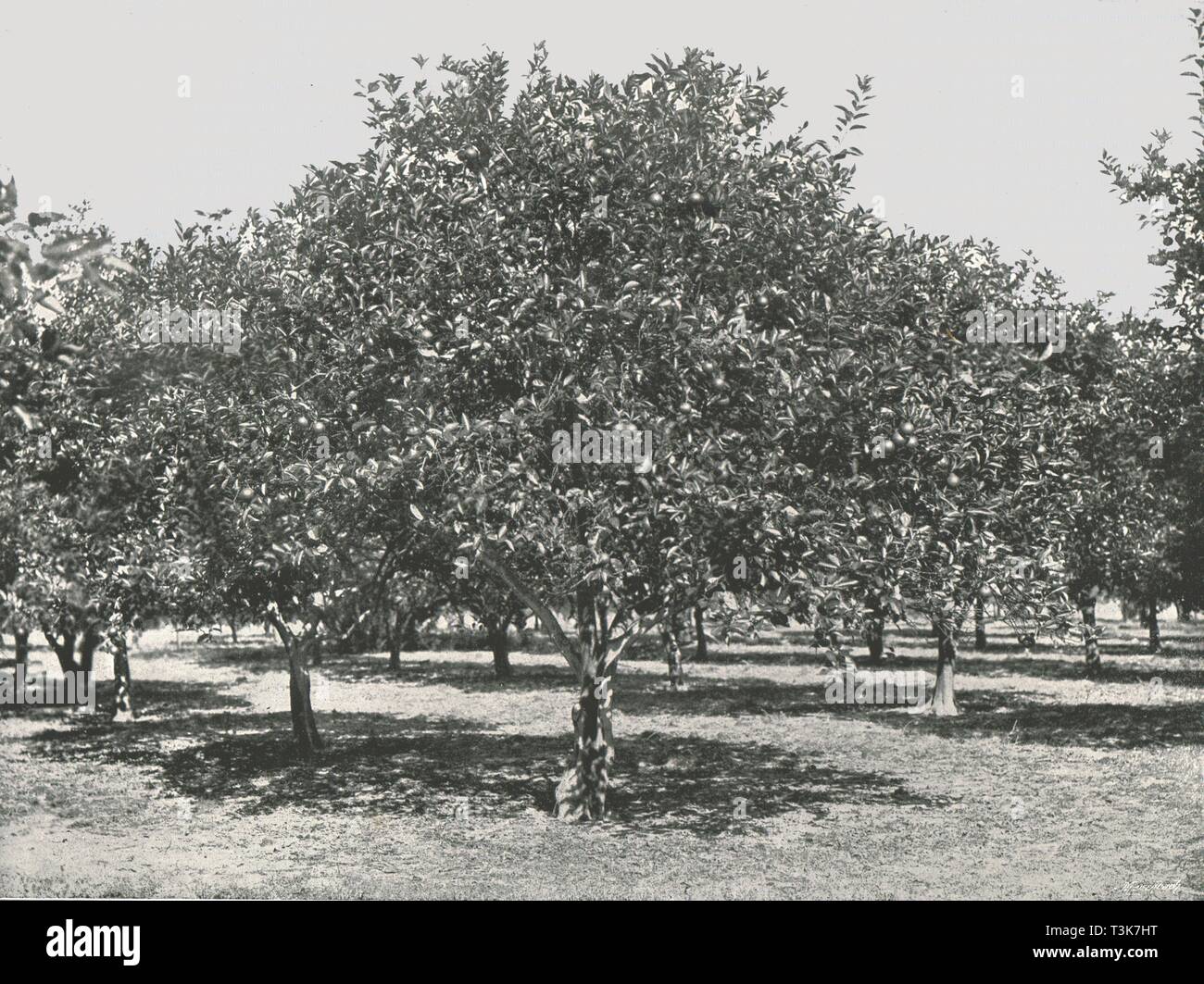 Florida landscape 19th century hi-res stock photography and images - Alamy