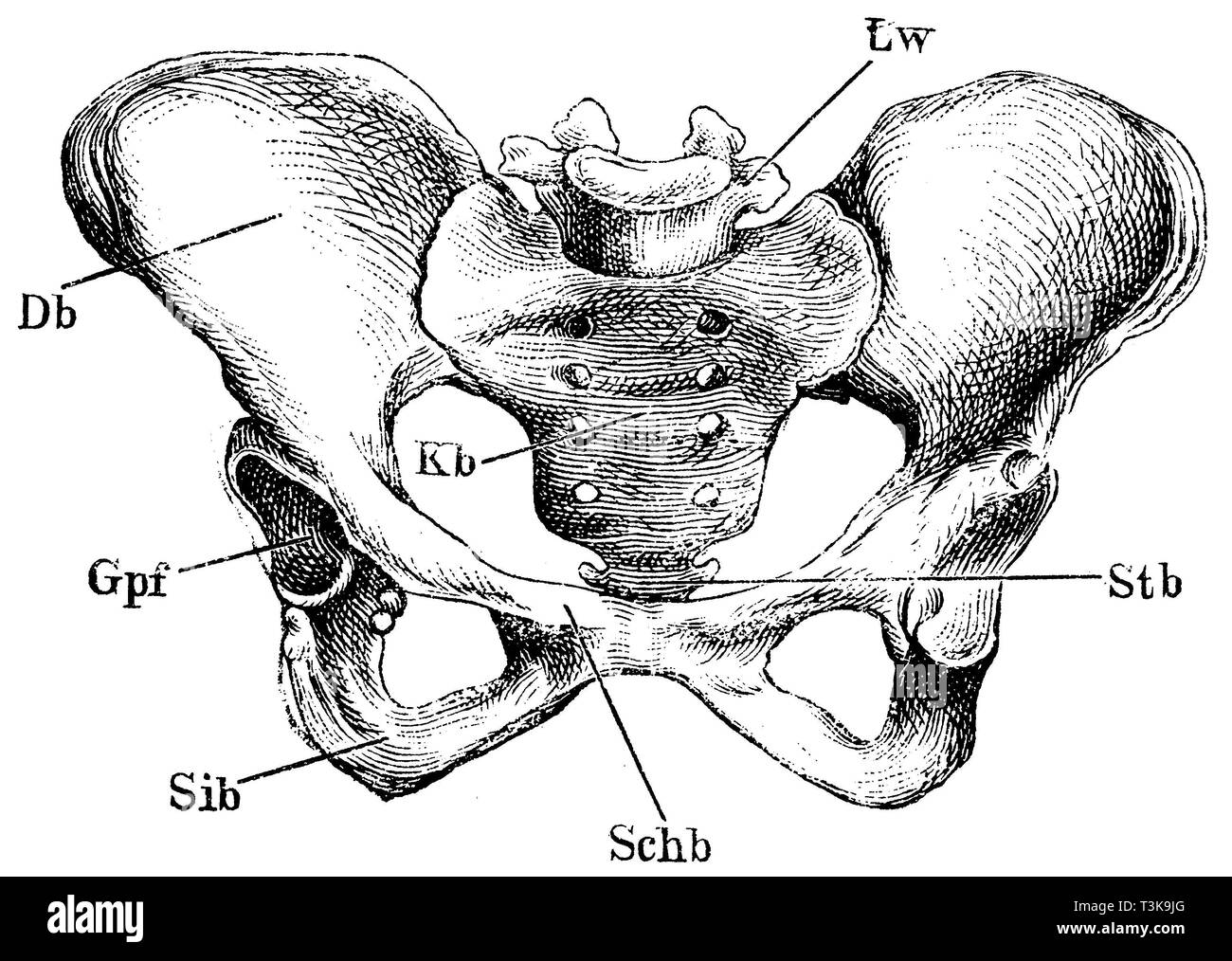 Pubic bone hi-res stock photography and images - Alamy