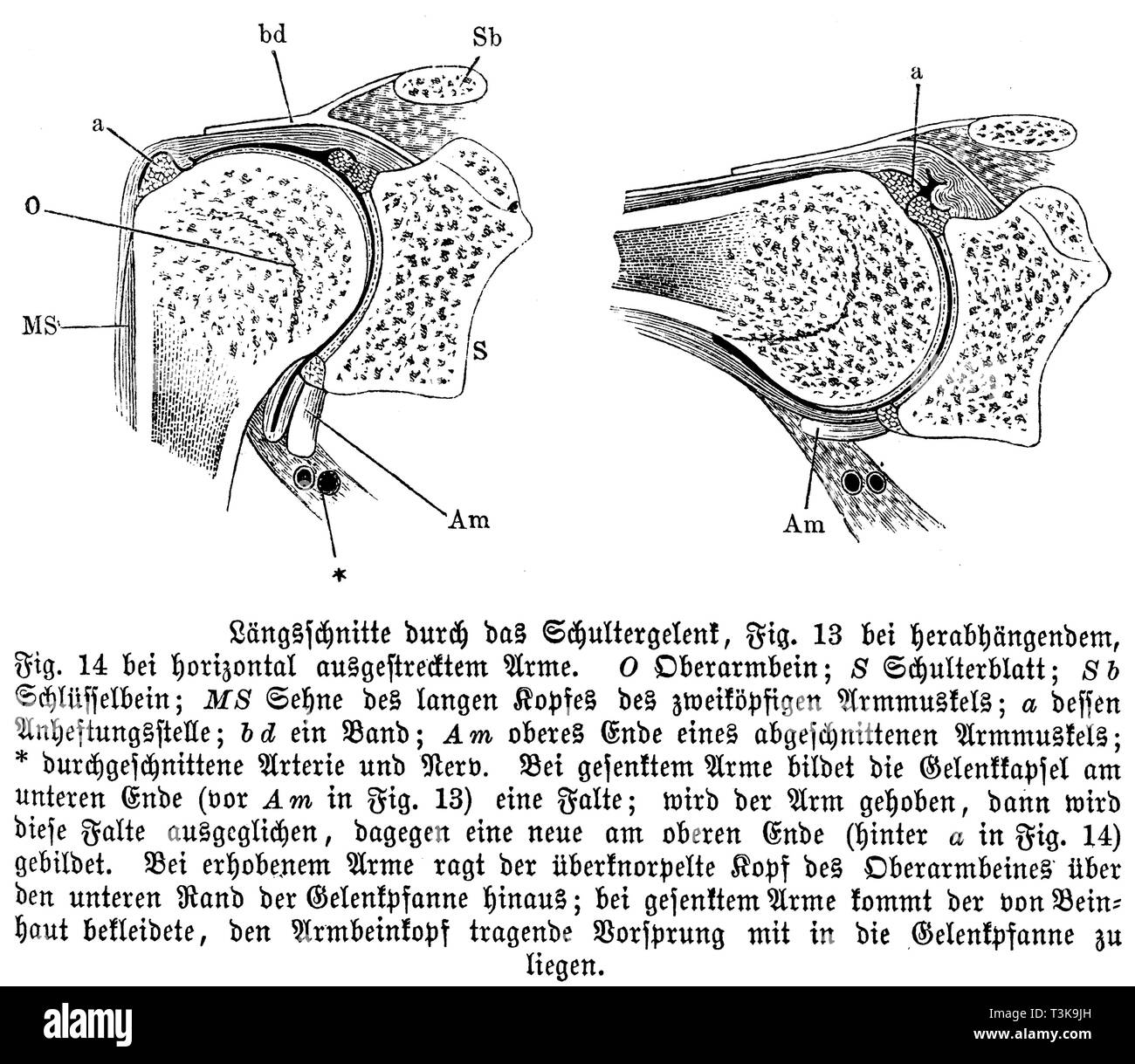 Shoulder joint drawing hi-res stock photography and images - Alamy