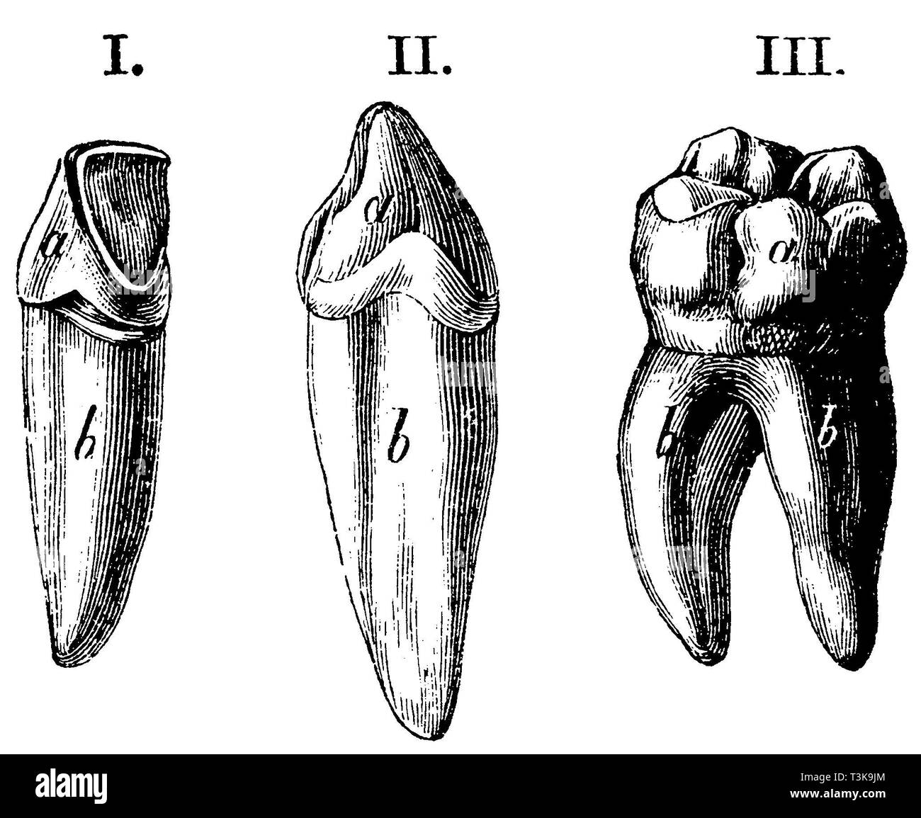 Anatomie canine hi-res stock photography and images - Alamy