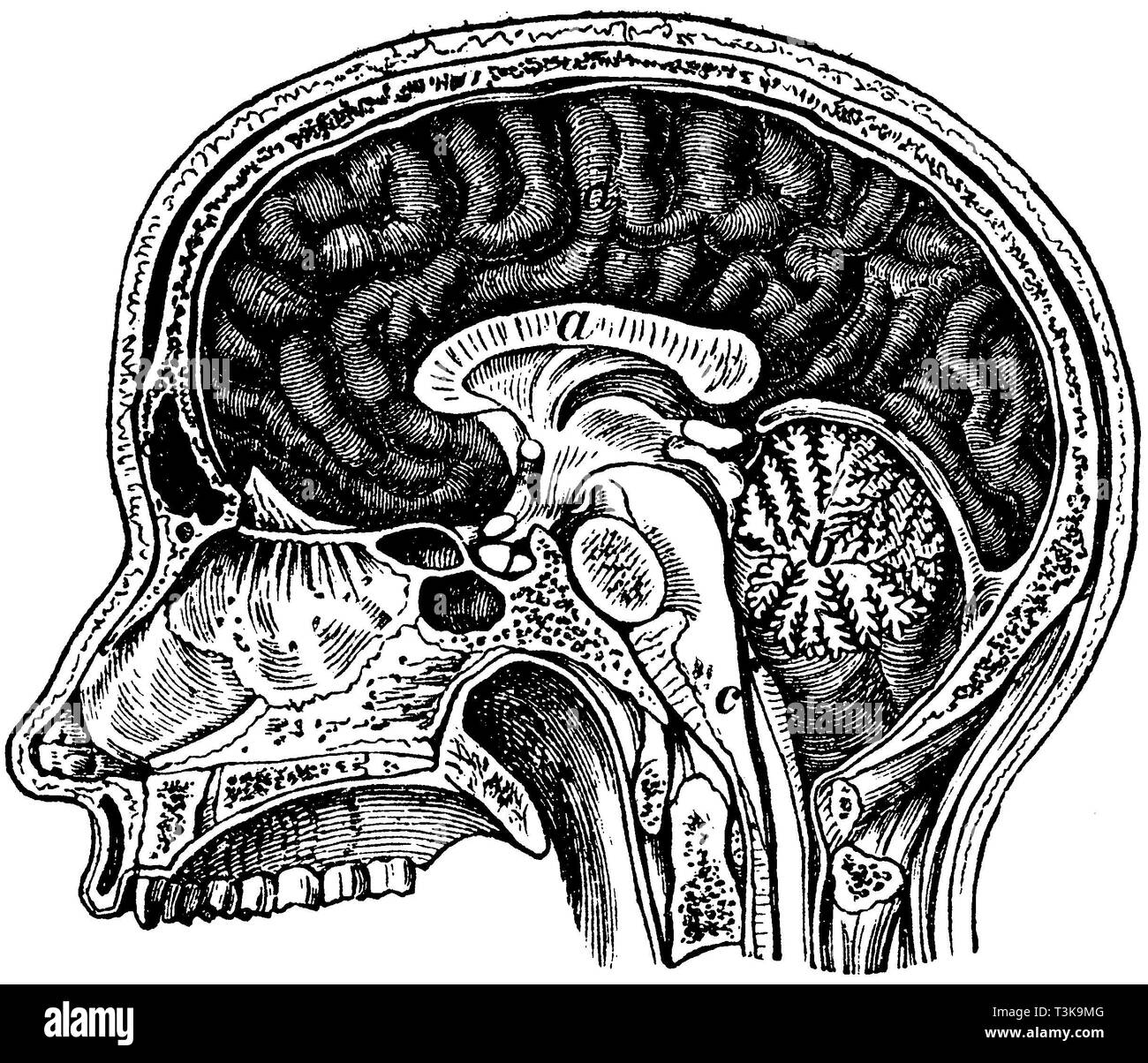 Human: Vertical section of the brain. a) Beam, b) Small brain, c ...