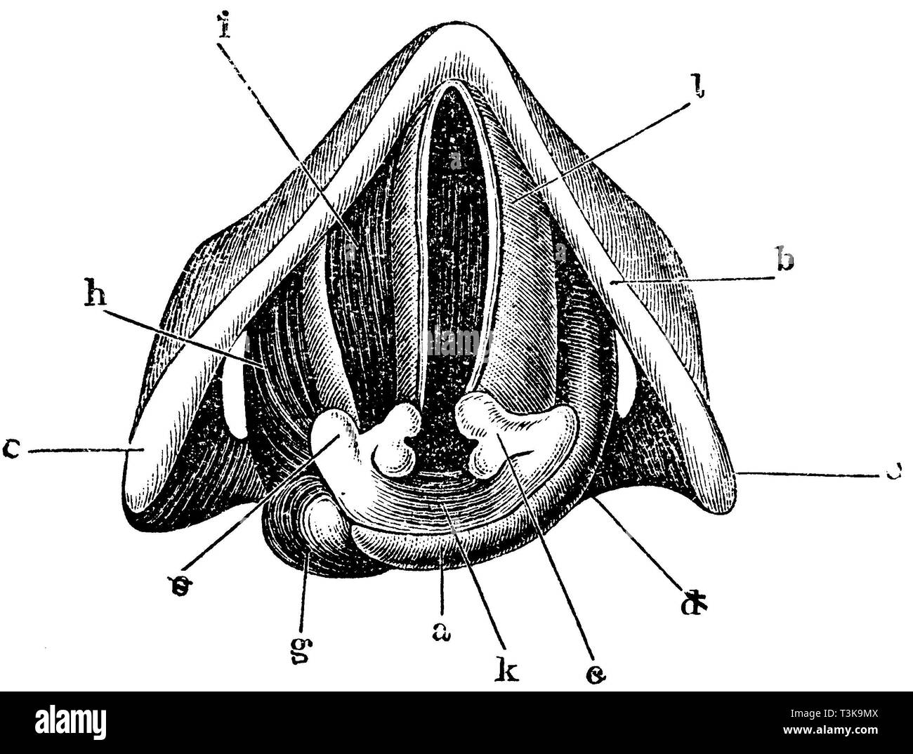 Muscles of the larynx Black and White Stock Photos & Images - Alamy