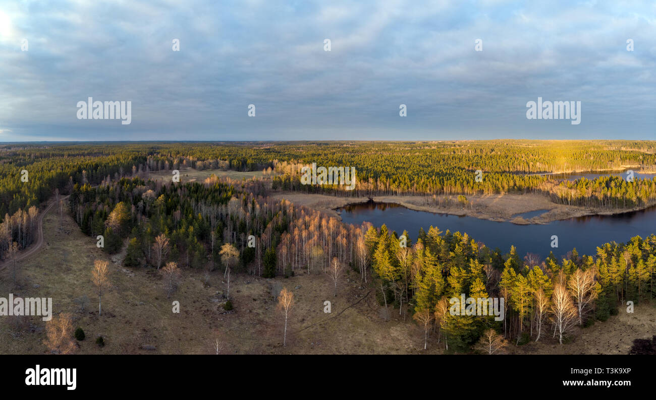 Forested landscape close to sunset. The sunlight is in a low angle ...