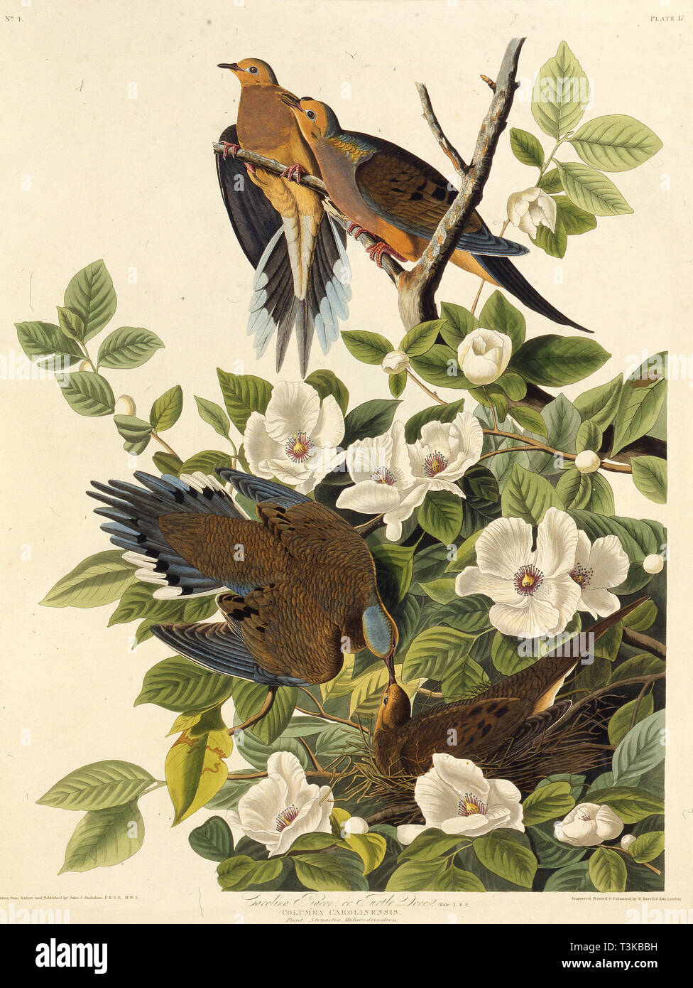 Carolina pigeon or Carolina turtledove. From "The Birds of America ...