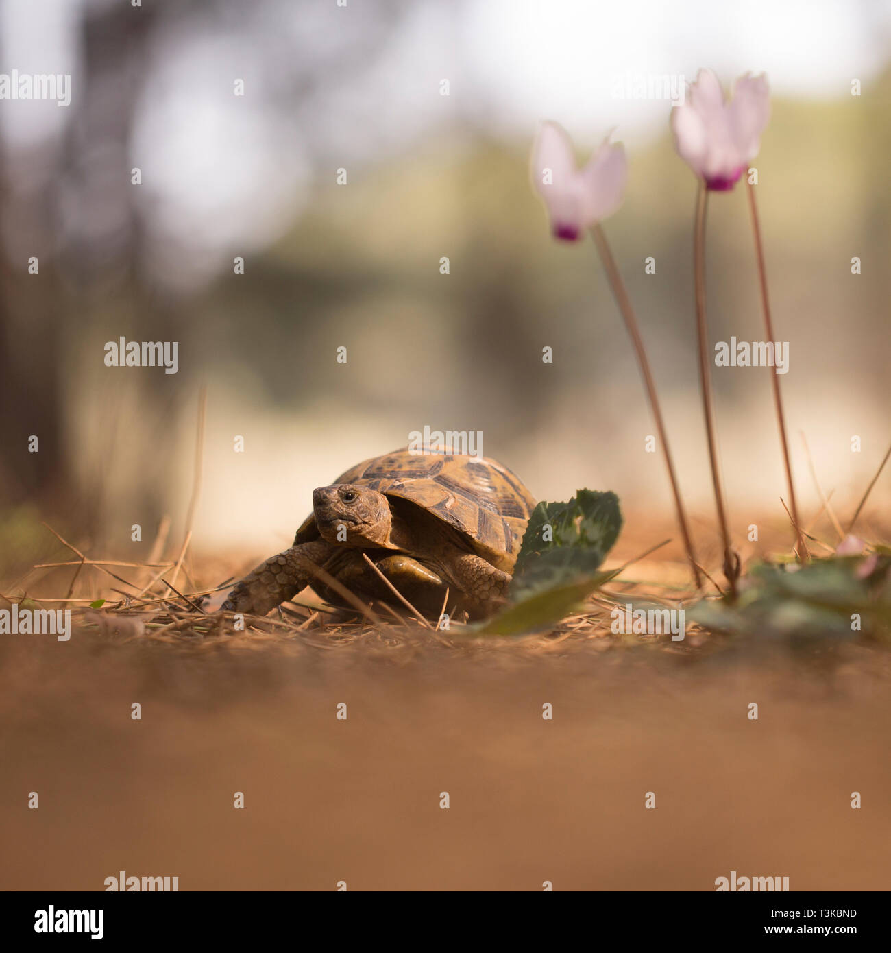 Spur-thighed Tortoise or Greek Tortoise (Testudo graeca) in a field ...