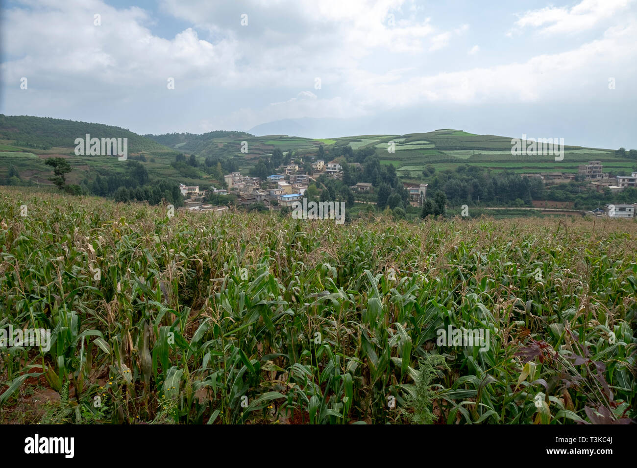 Rural agricultural landscape of rolling hills with fields of corn crops ...