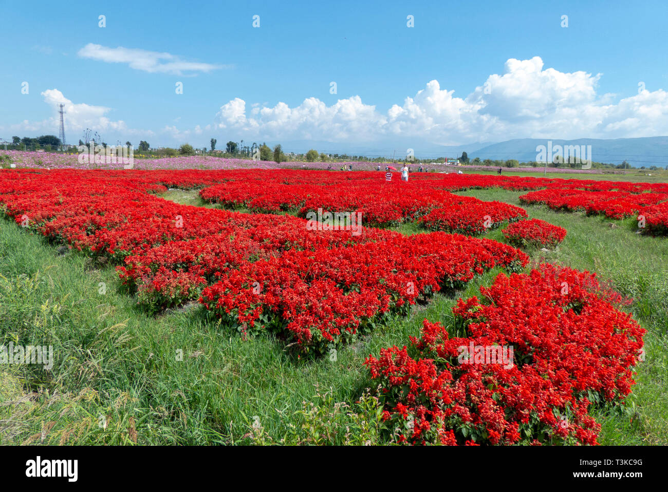 A field of red flowers in Dali, Yunnan, China Stock Photo - Alamy