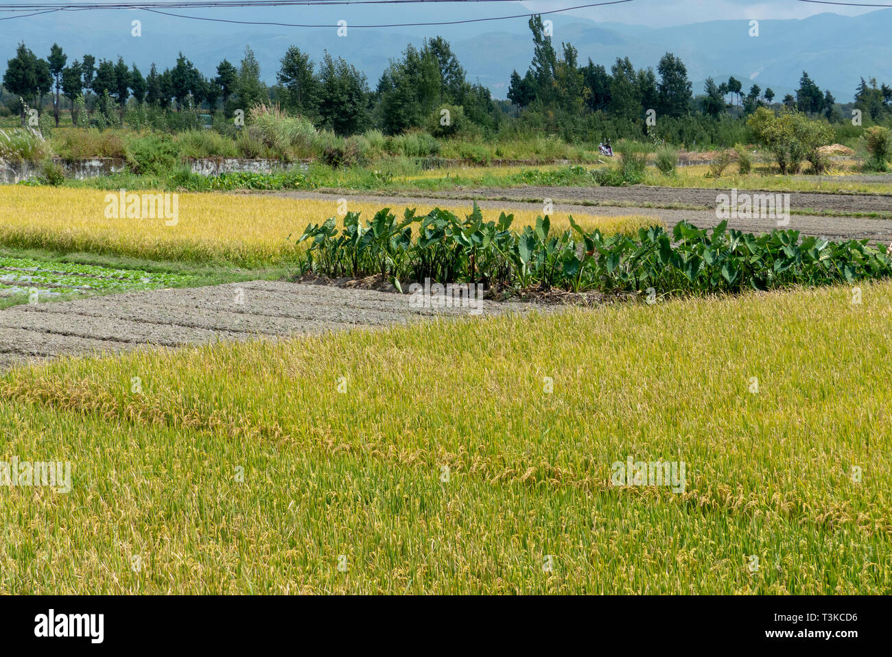 Honghe Hani Rice Terraces is the terrace located in the Honghe ...