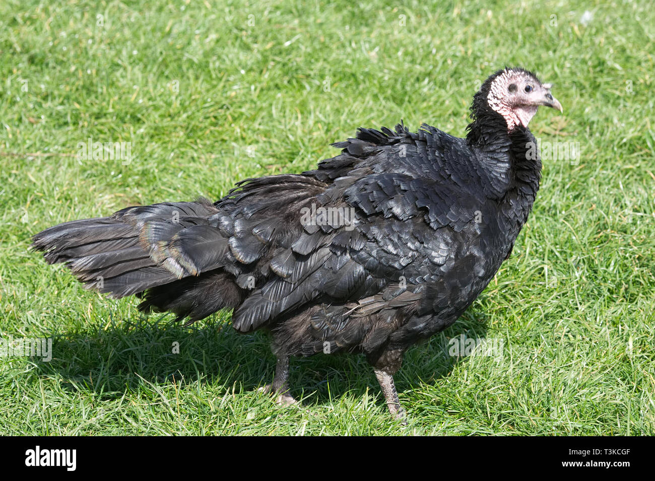 Black Female Turkey