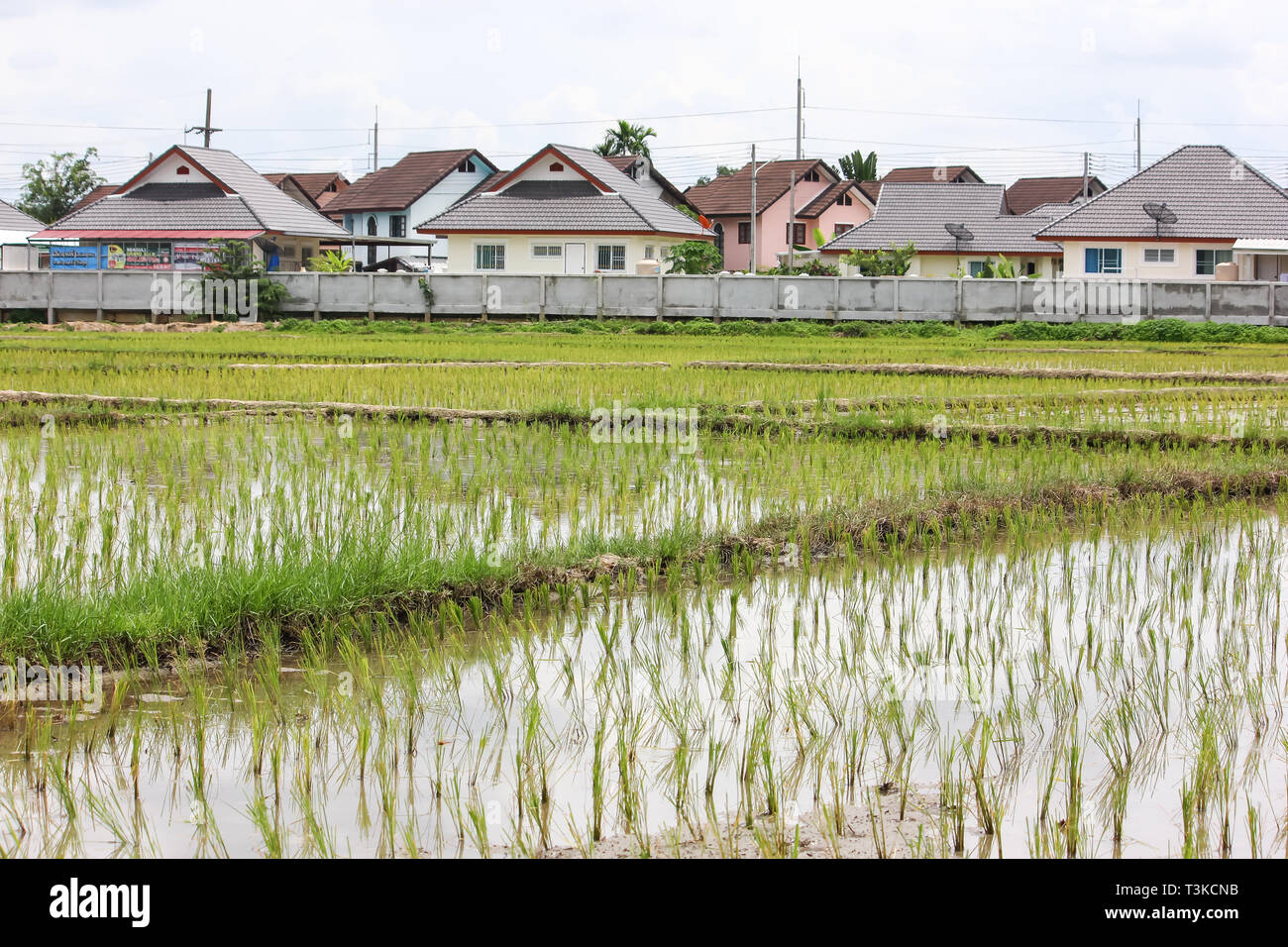Rice field near housing estate in urban fringe chiangmai city Stock ...