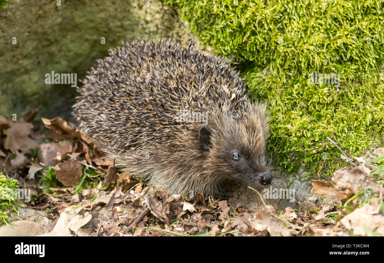 Hedgehog emerging from hibernation hi-res stock photography and images ...