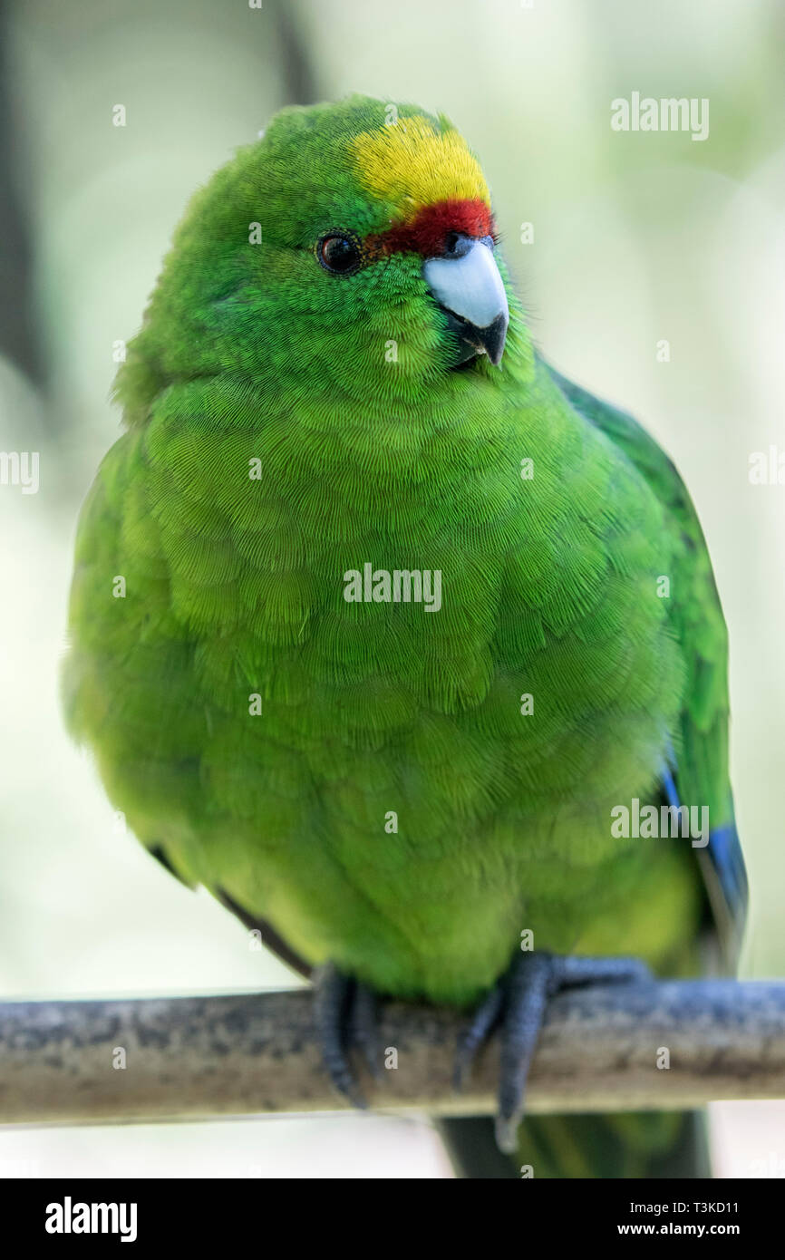 The yellow crowned parakeet hi-res stock photography and images - Alamy