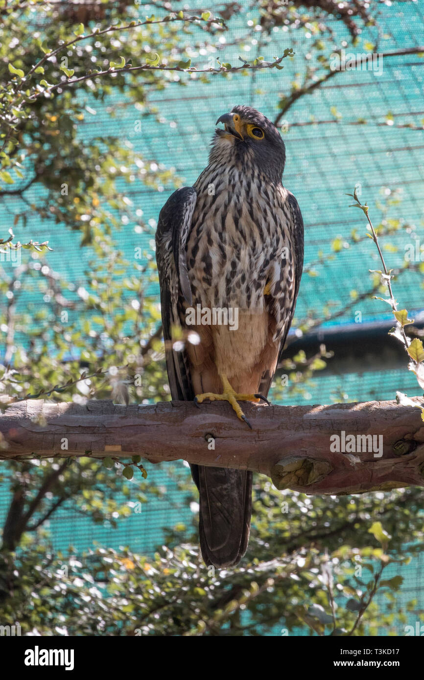 New zealand falcon hi-res stock photography and images - Alamy