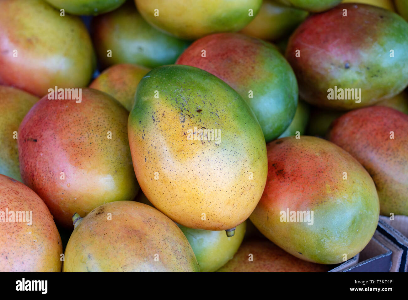 Fresh colorful tropical mangoes on display at outdoor farmers market at ...
