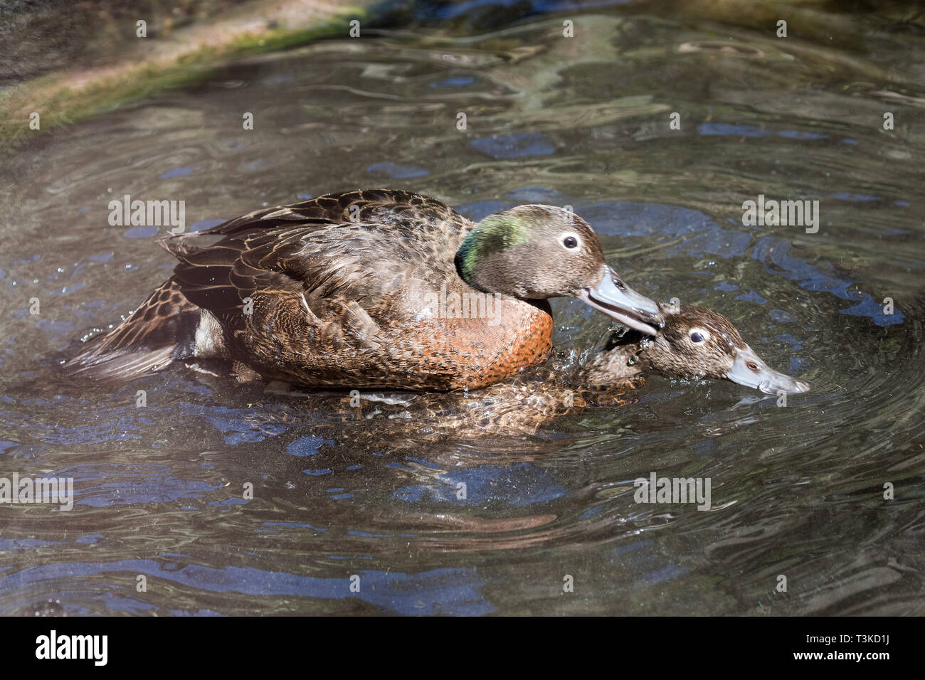 Brown Teal (Anas chlorotis) Endangered New Zealand species of dabbling ...
