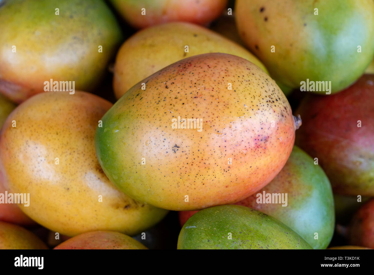 Fresh colorful tropical mangoes on display at outdoor farmers market at ...