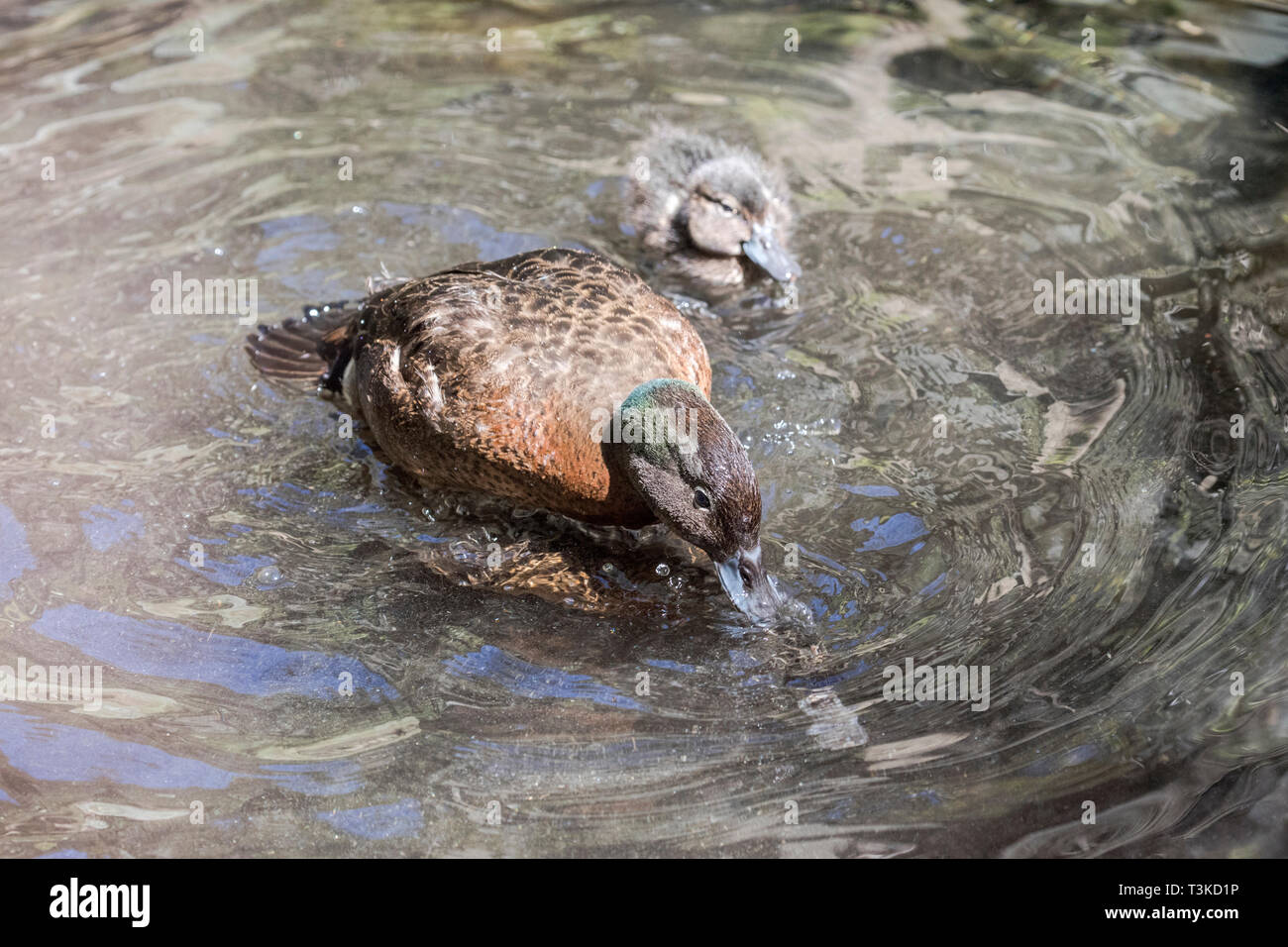 Brown Teal (Anas chlorotis) Endangered New Zealand species of dabbling ...