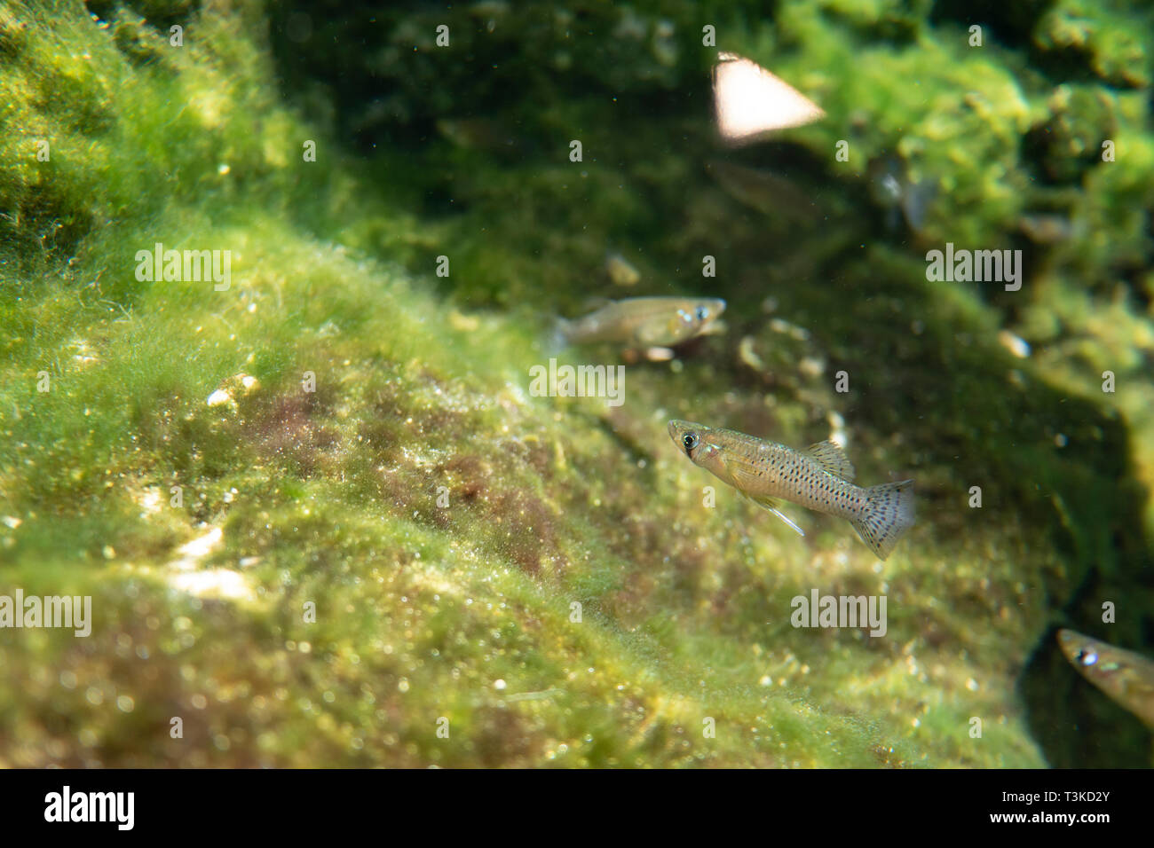 Turtle pond, Gran Cenote, Tulum, Mexico, cavern Stock Photo - Alamy