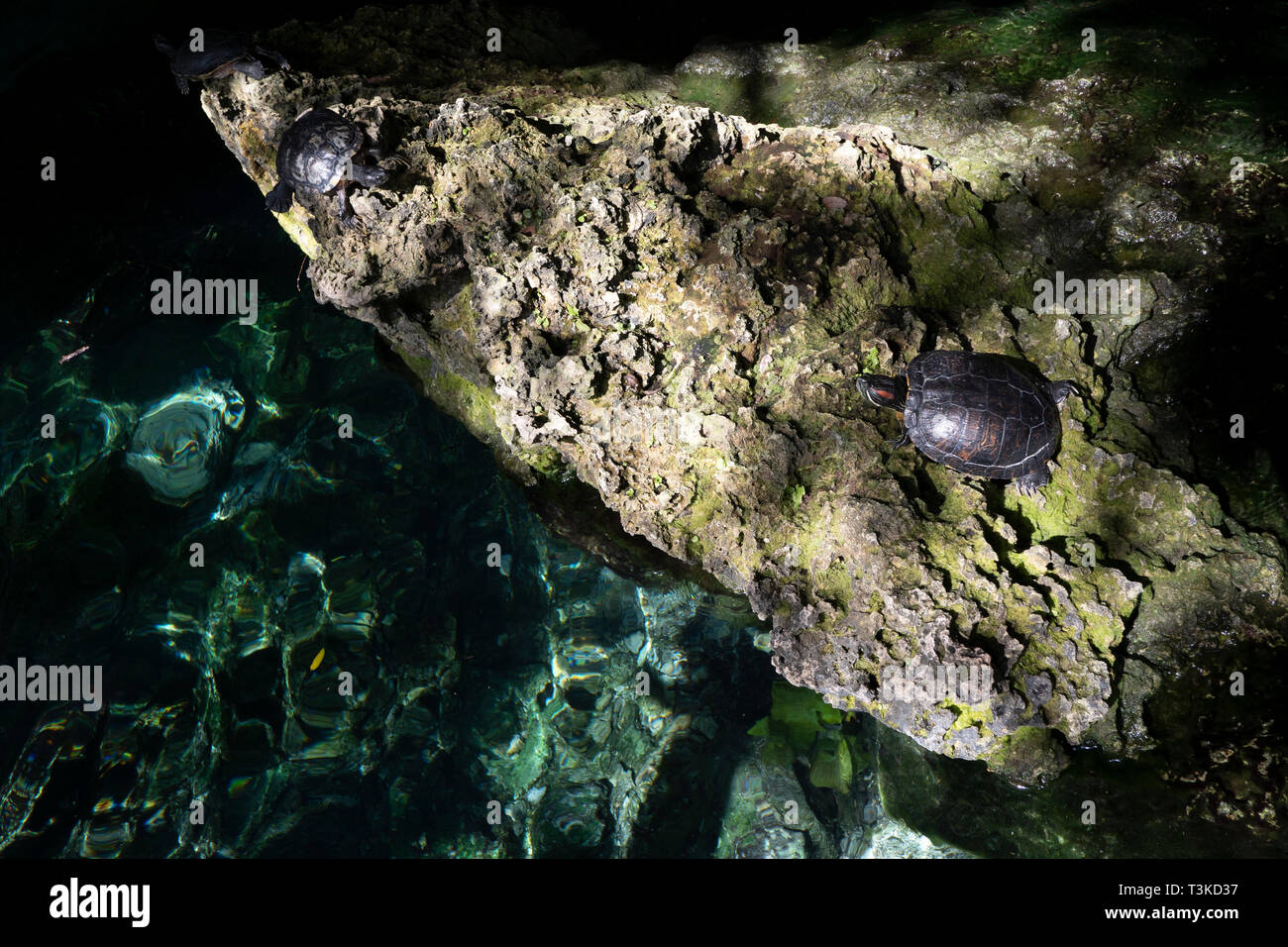 Turtle pond, Gran Cenote, Tulum, Mexico, cavern Stock Photo - Alamy