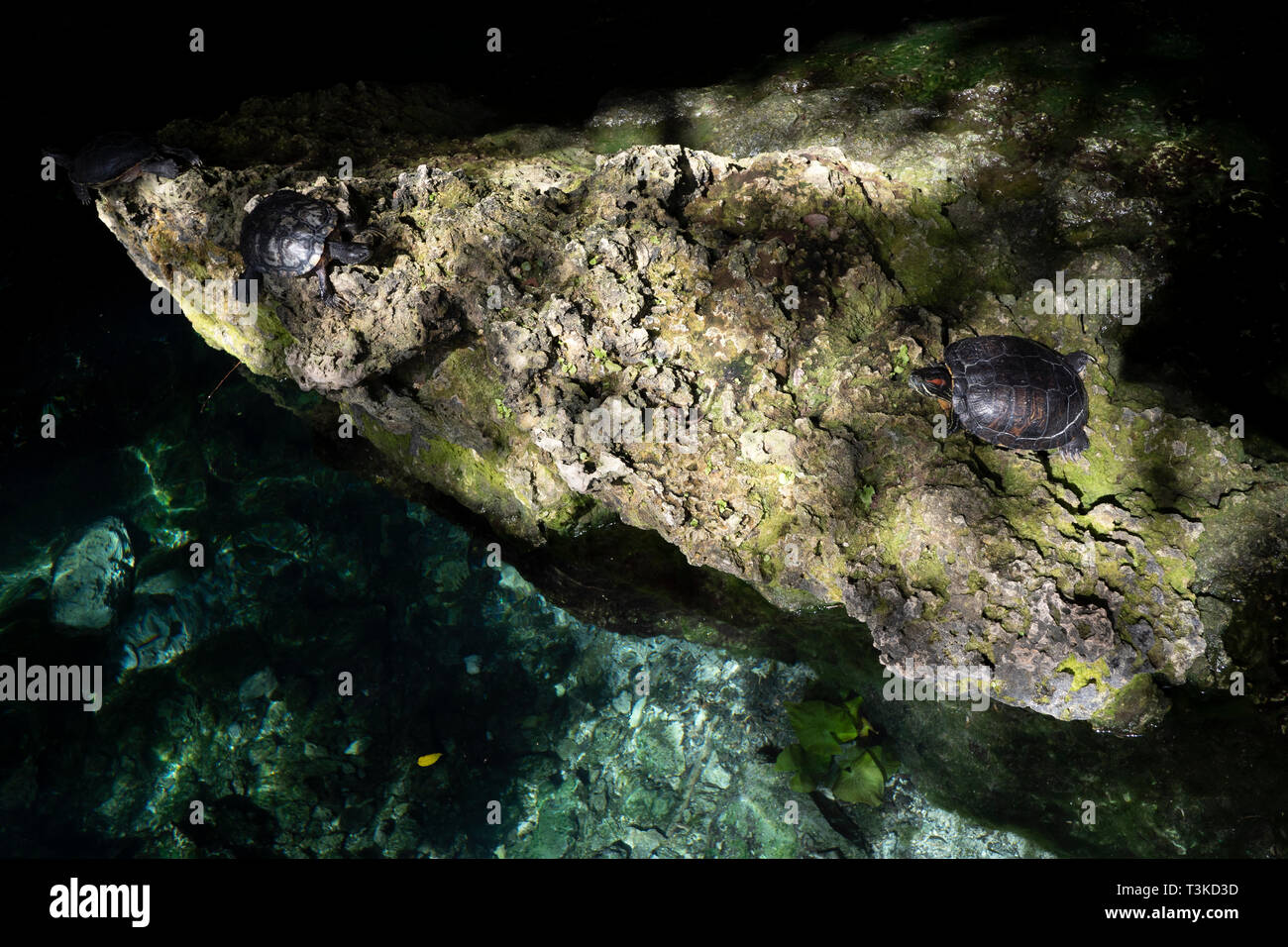 Turtle pond, Gran Cenote, Tulum, Mexico, cavern Stock Photo - Alamy