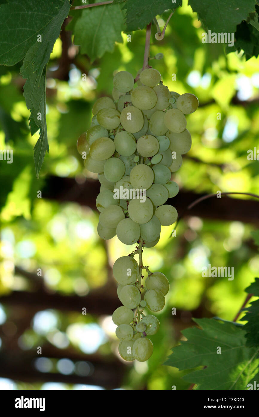 Table grapes (grapevines, Vitis), "white" fruits, almost mature, ready ...
