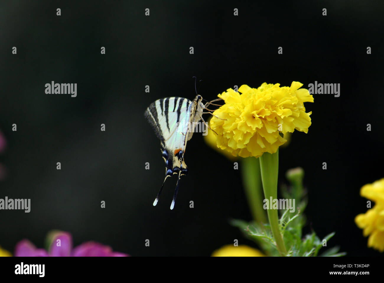 Swallowtail butterfly - Papilio Machaon - on a yellow flower ...