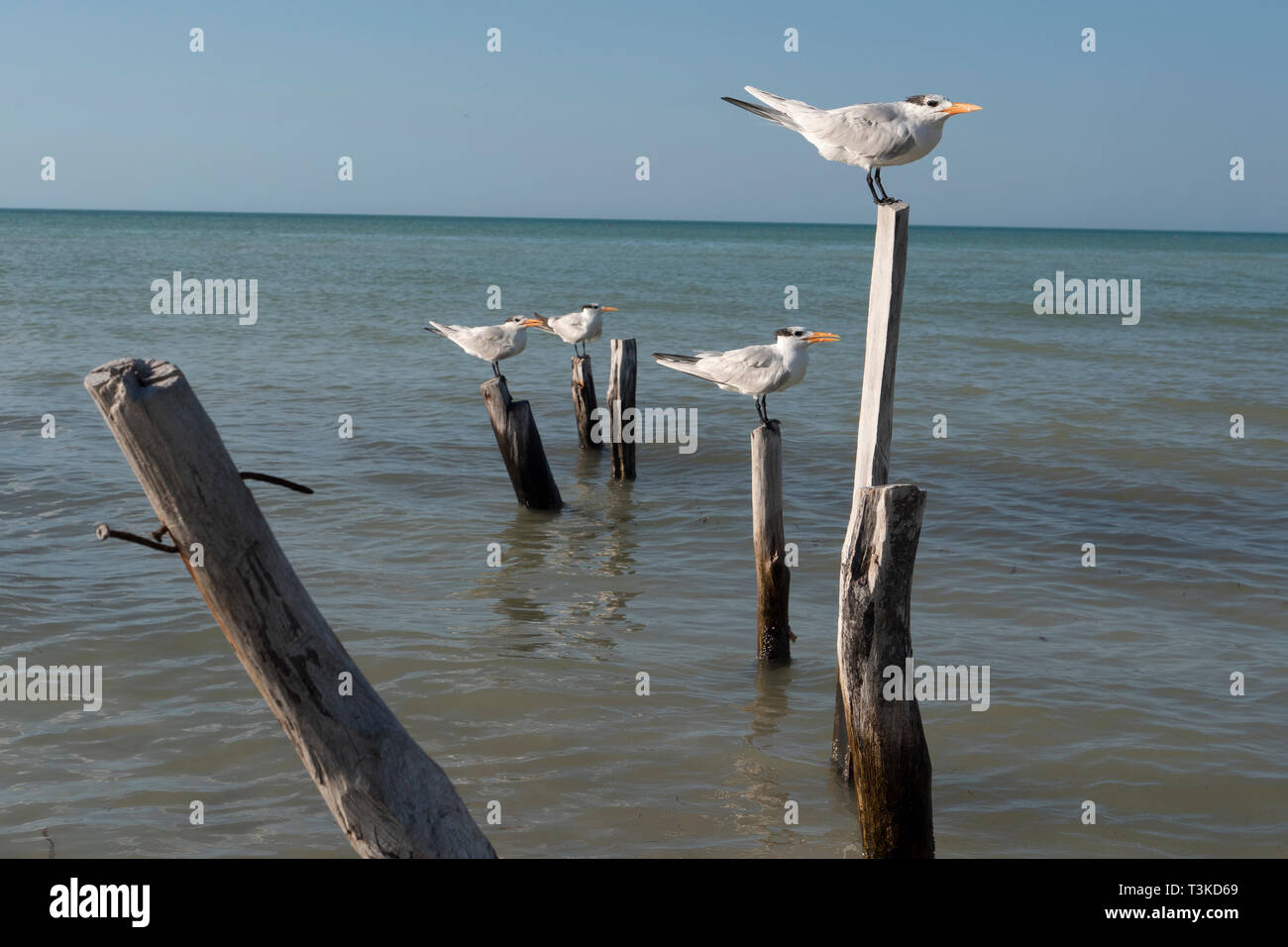 Two seagulls on sandy caribbean beach, Mexico Stock Photo - Alamy